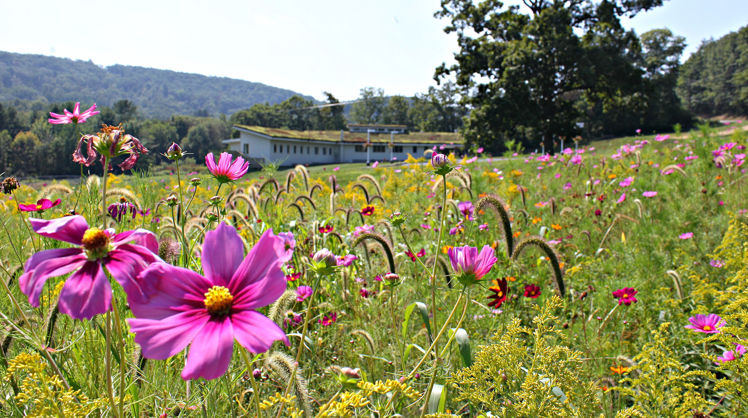 Questions/Answers About Biodynamic Craniosacral - Life Expression ...