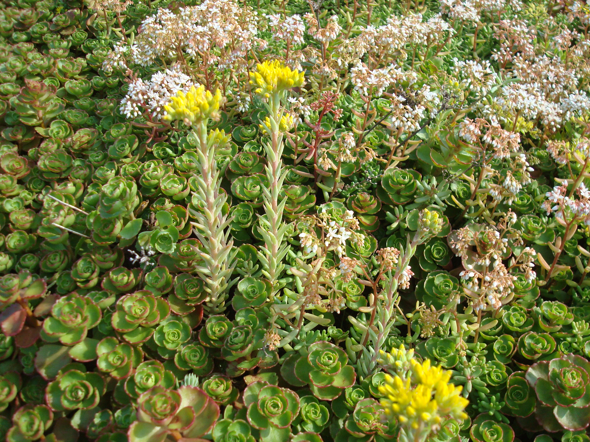 Roof Sedum 06-21-11.jpg #3 - Life Expression Wellness Center